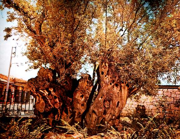 Plato’s Sacred Olive Tree Vanished – Katerina’s Finest